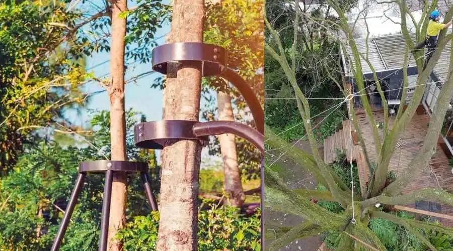 How Tree Bracing And Cabling Protects Your Property From Storm Damage ...