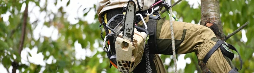 Everything You Need to Know About Tree Cabling Services - Smith ...