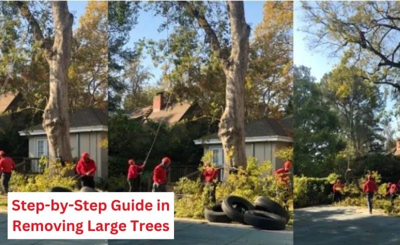 Step-by-Step Guide in Removing Large Trees - Smith Brothers Landscape ...