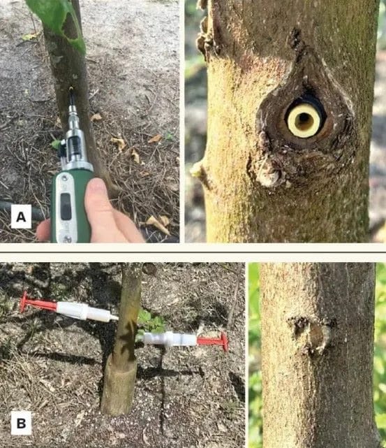 "Discover the Power of Trunk Injections: How They Can Revolutionize and ...