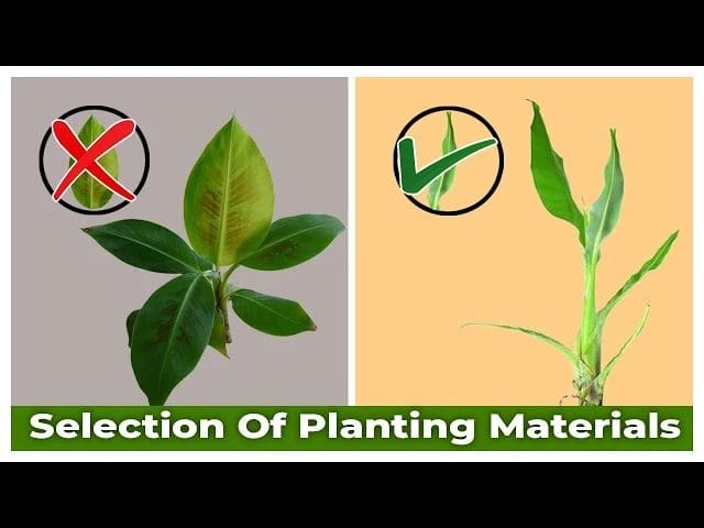 The Ultimate Guide to Must-Have Planting Materials You Didn't Know You ...