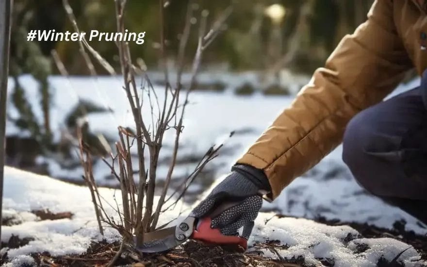 Winter Pruning: The Key to Vibrant Growth in Spring - Smith Brothers ...
