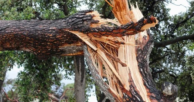 The Top Reasons Why Trees Fall Down - Smith Brothers Landscape | 630 ...